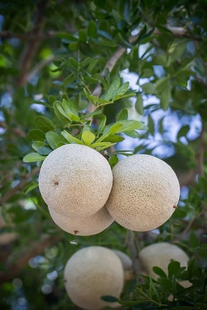 WOOD APPLE – Purity Prayag